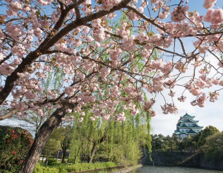Japan's Spring Trip "cherry blossoms" | Japan sakura Tour Booking | HIS ...