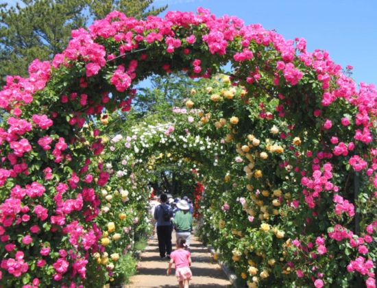 Japan Seasonal Flower Viewing Tour | Japan’s must-visit flower viewing ...