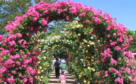 Japan Seasonal Flower Viewing Tour | Japan’s must-visit flower viewing ...